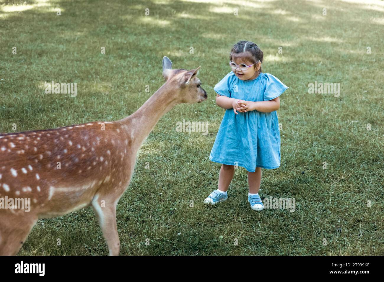 Child feeding wild deer at outdoor safari park. Little girl watching ...