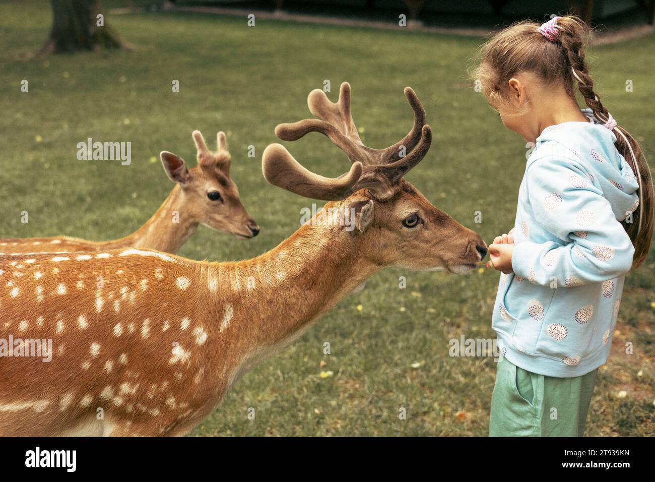 Child feeding wild deer at outdoor safari park. Little girl watching ...