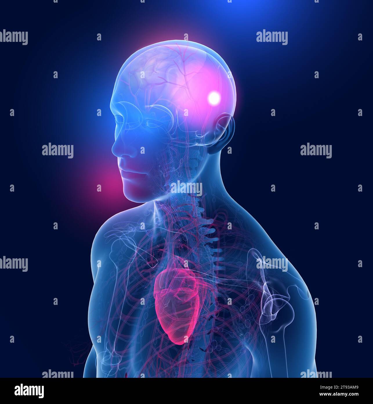 Anatomical 3D illustration of transparent human head. Profile view ...