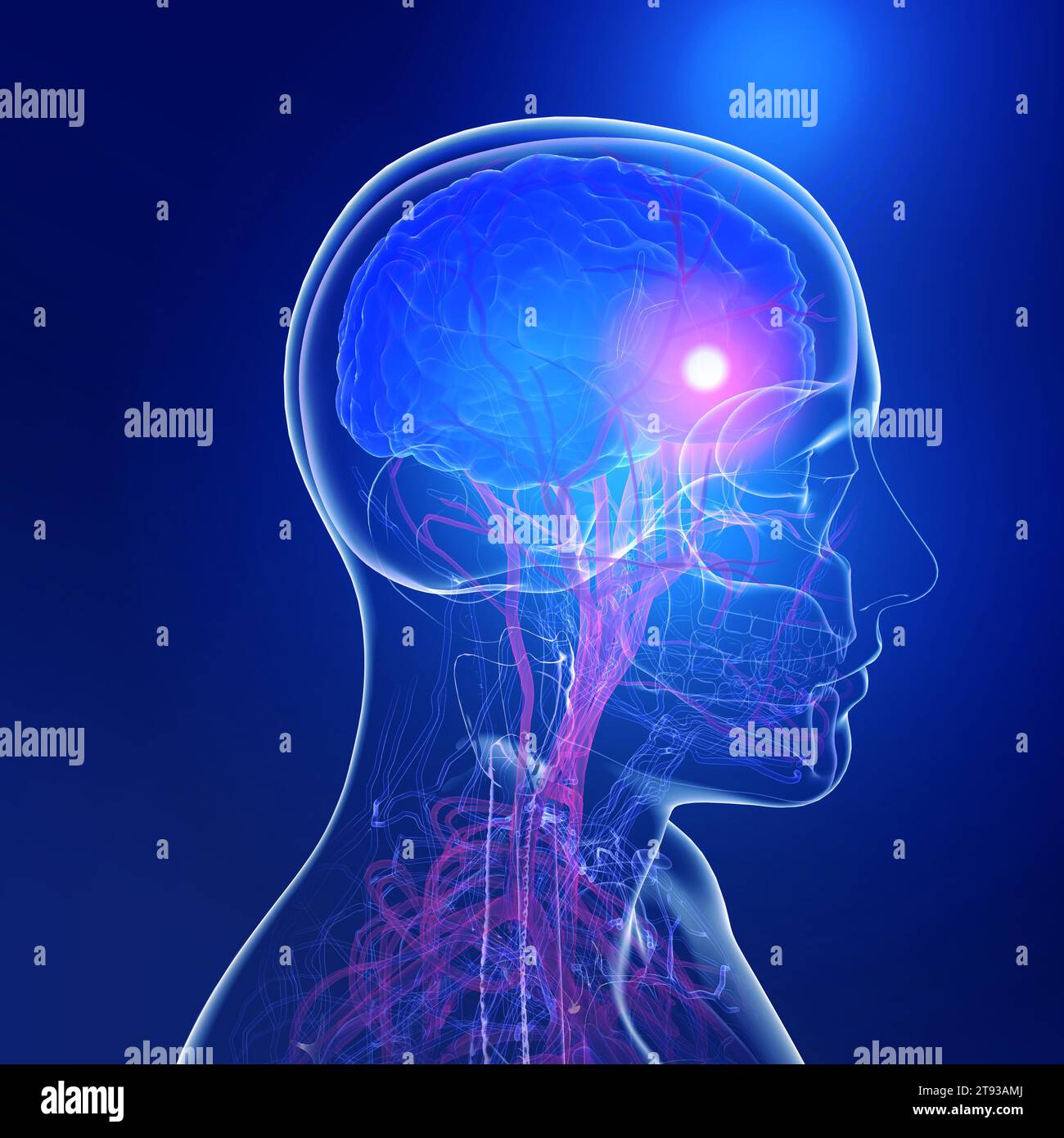 Anatomical 3D illustration of transparent human head. Profile view ...