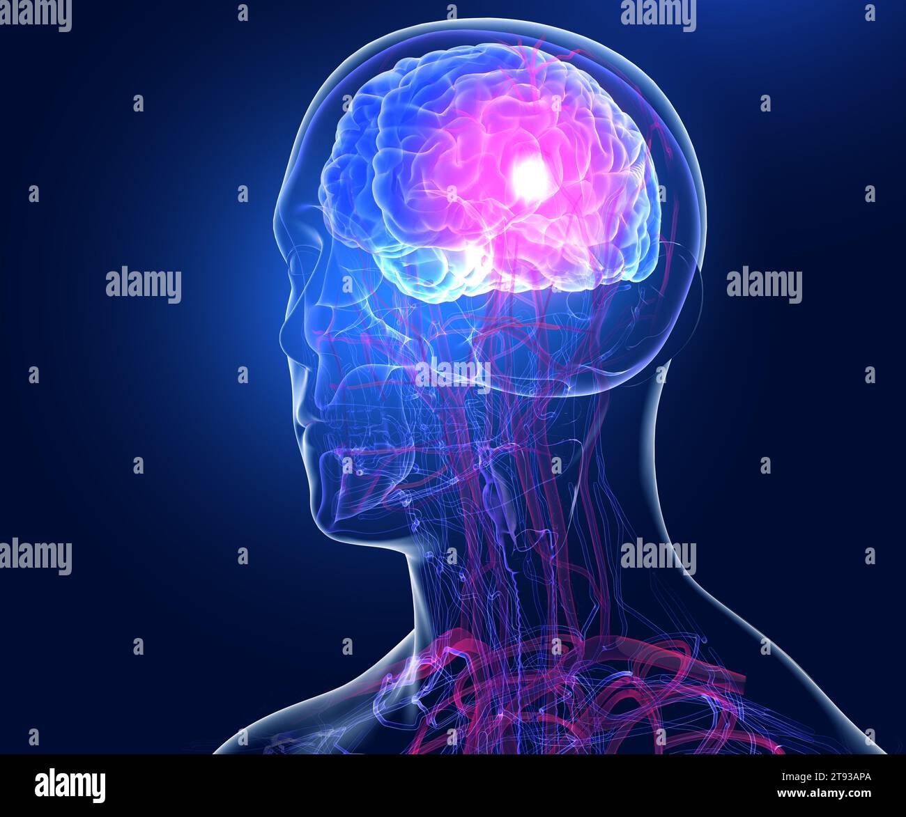 Anatomical 3D illustration of transparent human head. Profile view ...