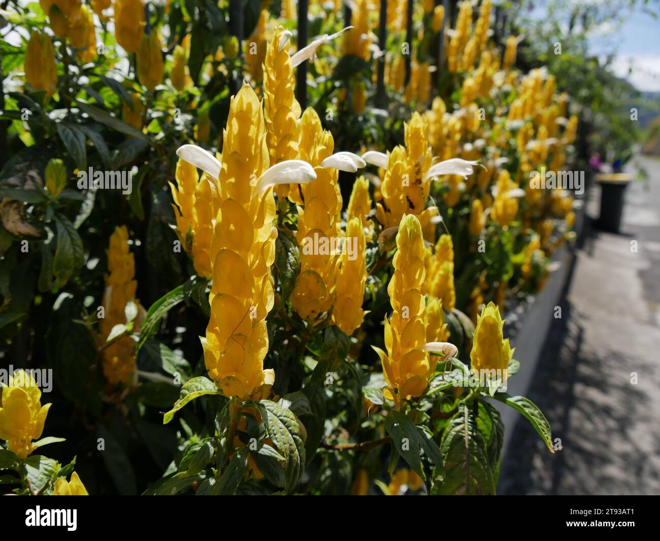 Pachystachys lutea or golden shrimp plant, yellow flowers Stock Photo ...