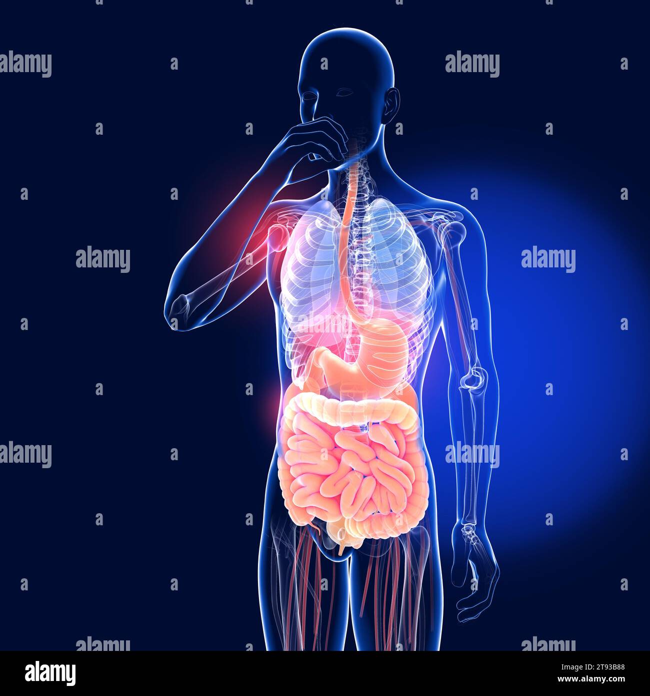 Transparent 3D illustration of the digestive system of a man eating ...