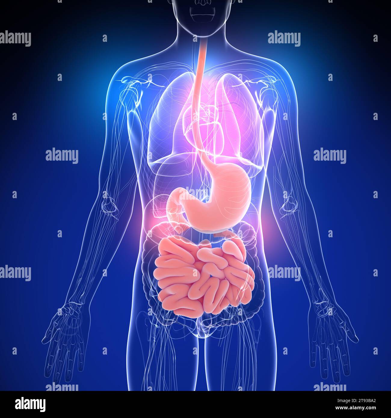 Transparent 3D illustration of the digestive system seen from the front ...