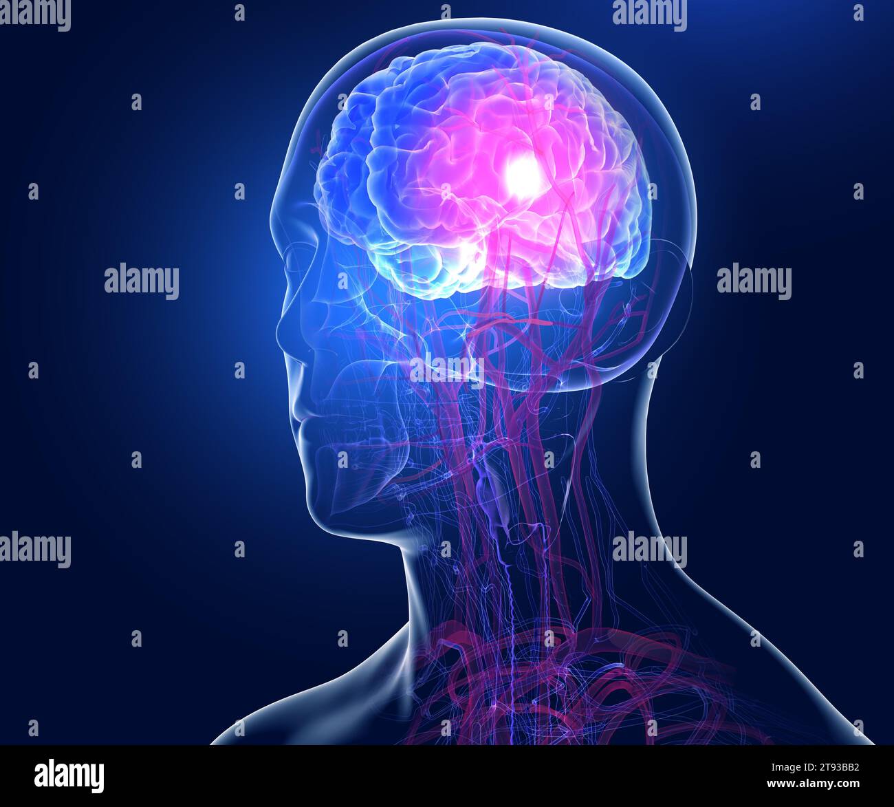 Anatomical 3D illustration of the transparent human head interior ...