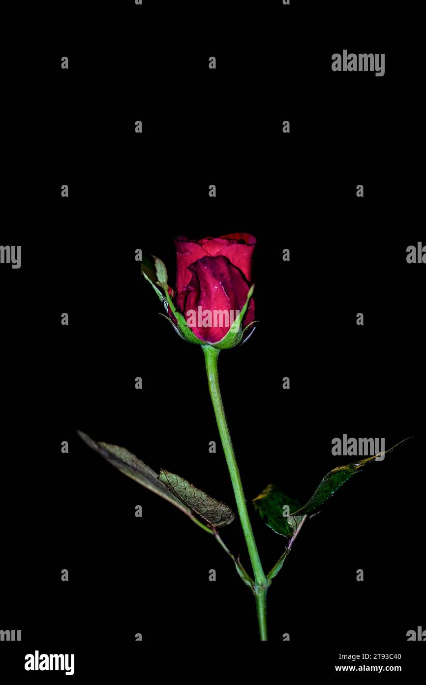 What night is love in the countryside on hi-res stock photography and images - Alamy