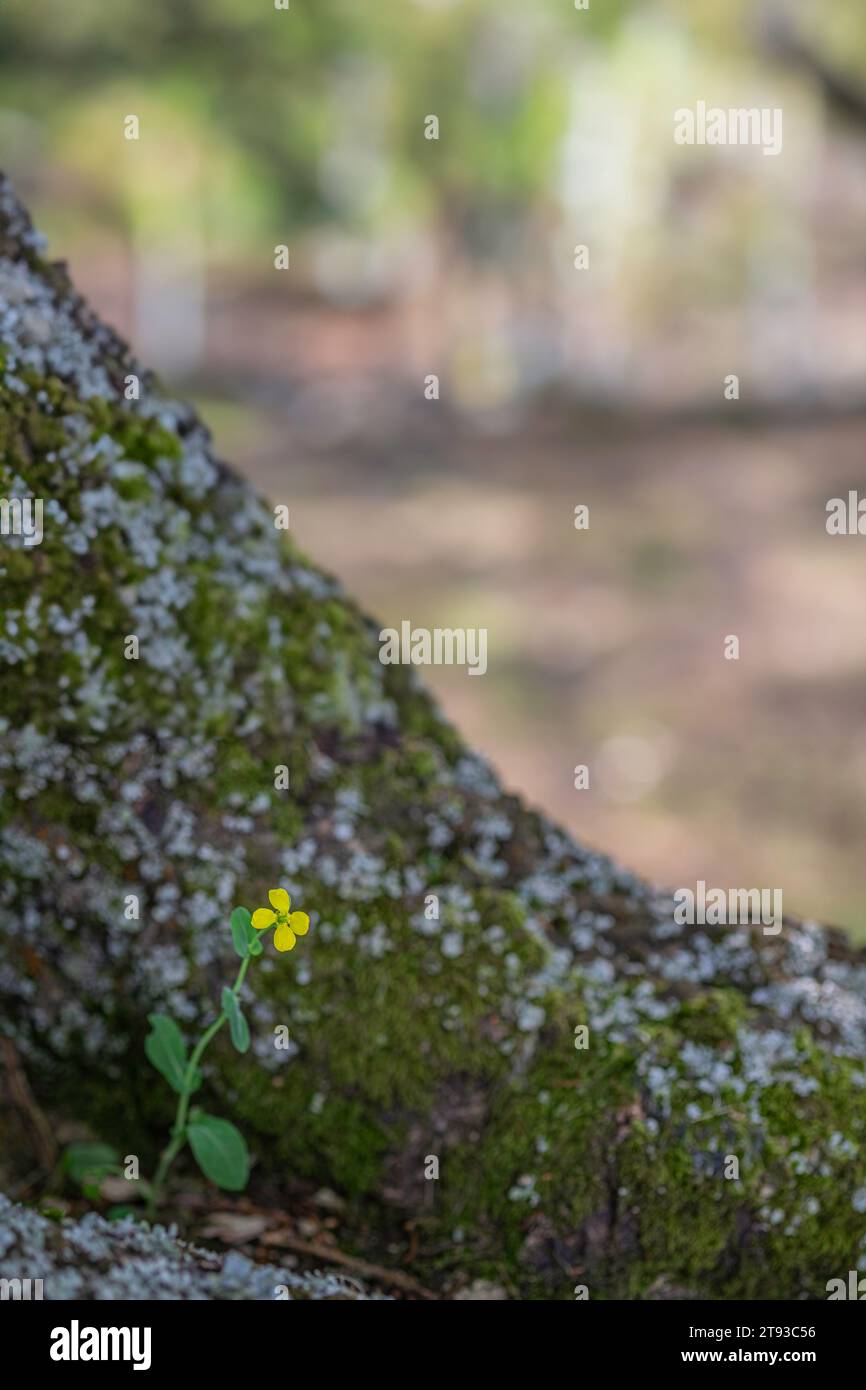yellow flower between tree roots in a park at the falkirk wheel ...