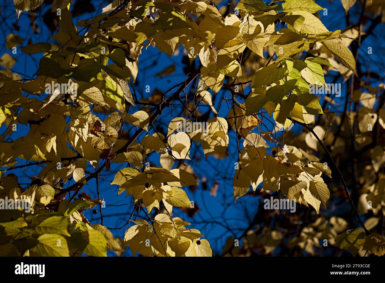 leaf tree texture background Stock Photo - Alamy