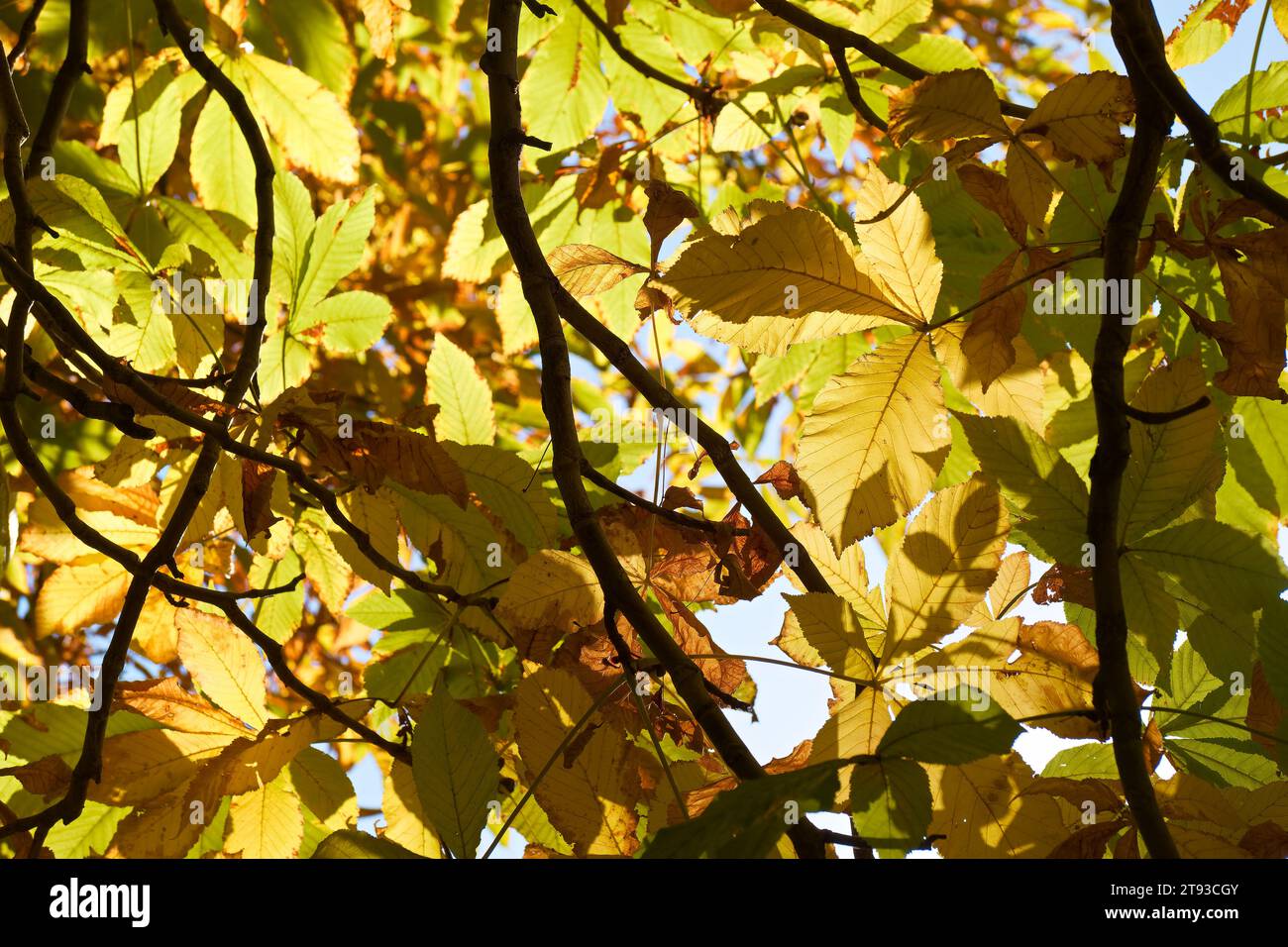 leaf tree texture background Stock Photo - Alamy