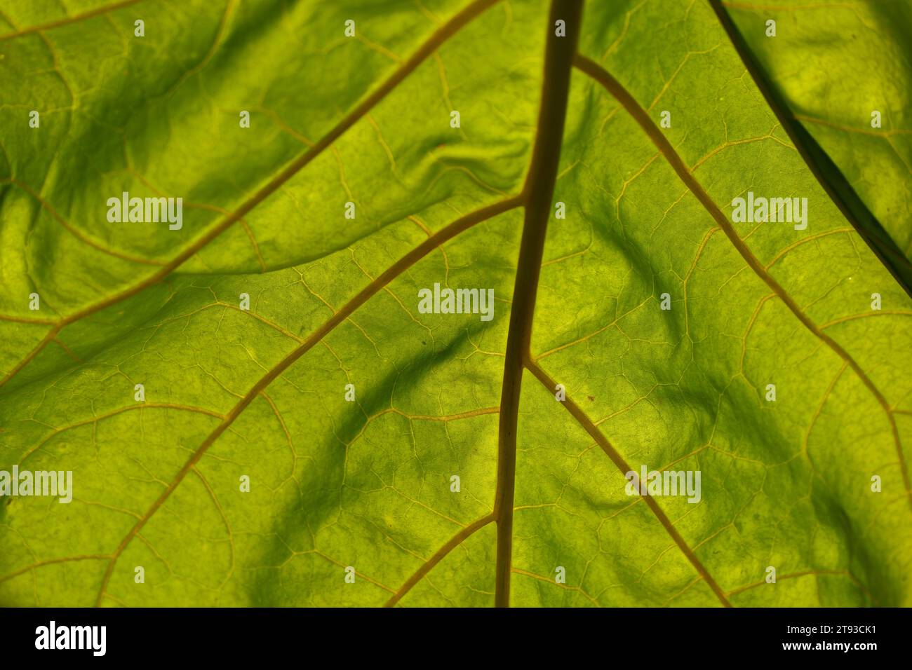leaf tree texture background Stock Photo - Alamy