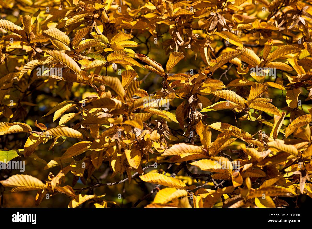 leaf tree texture background Stock Photo - Alamy