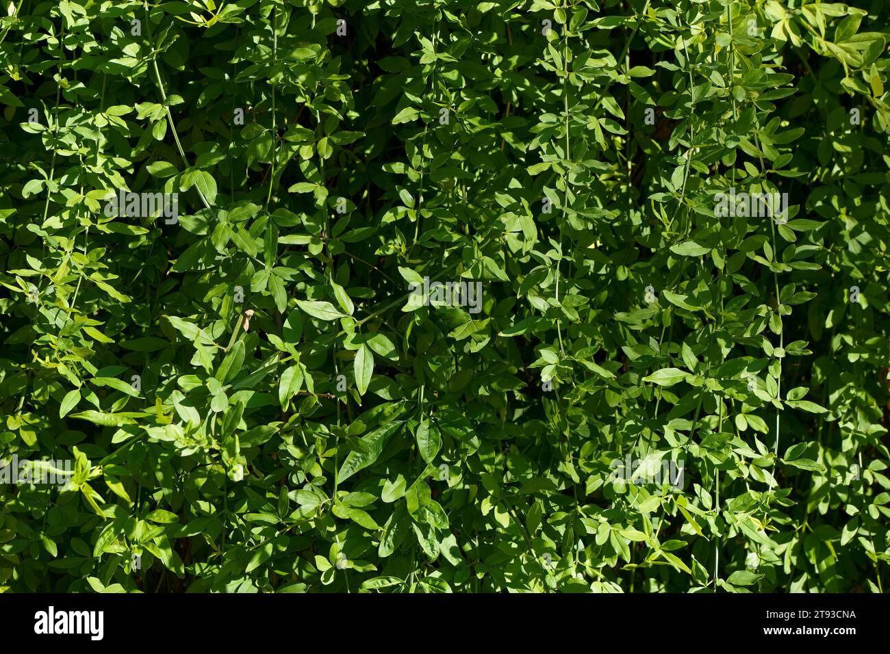 leaf tree texture background Stock Photo - Alamy