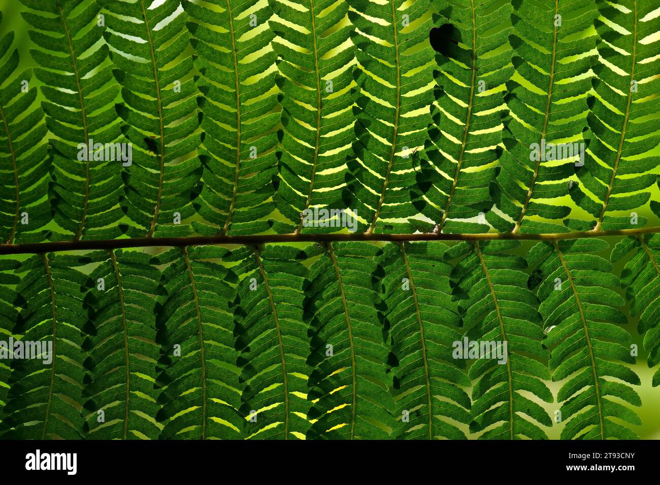 leaf tree texture background Stock Photo - Alamy