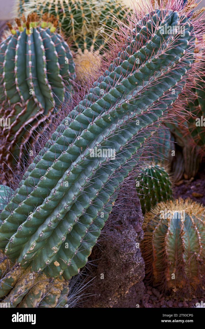 cactus, plant, desert, texture, pattern, detail, green, background ...