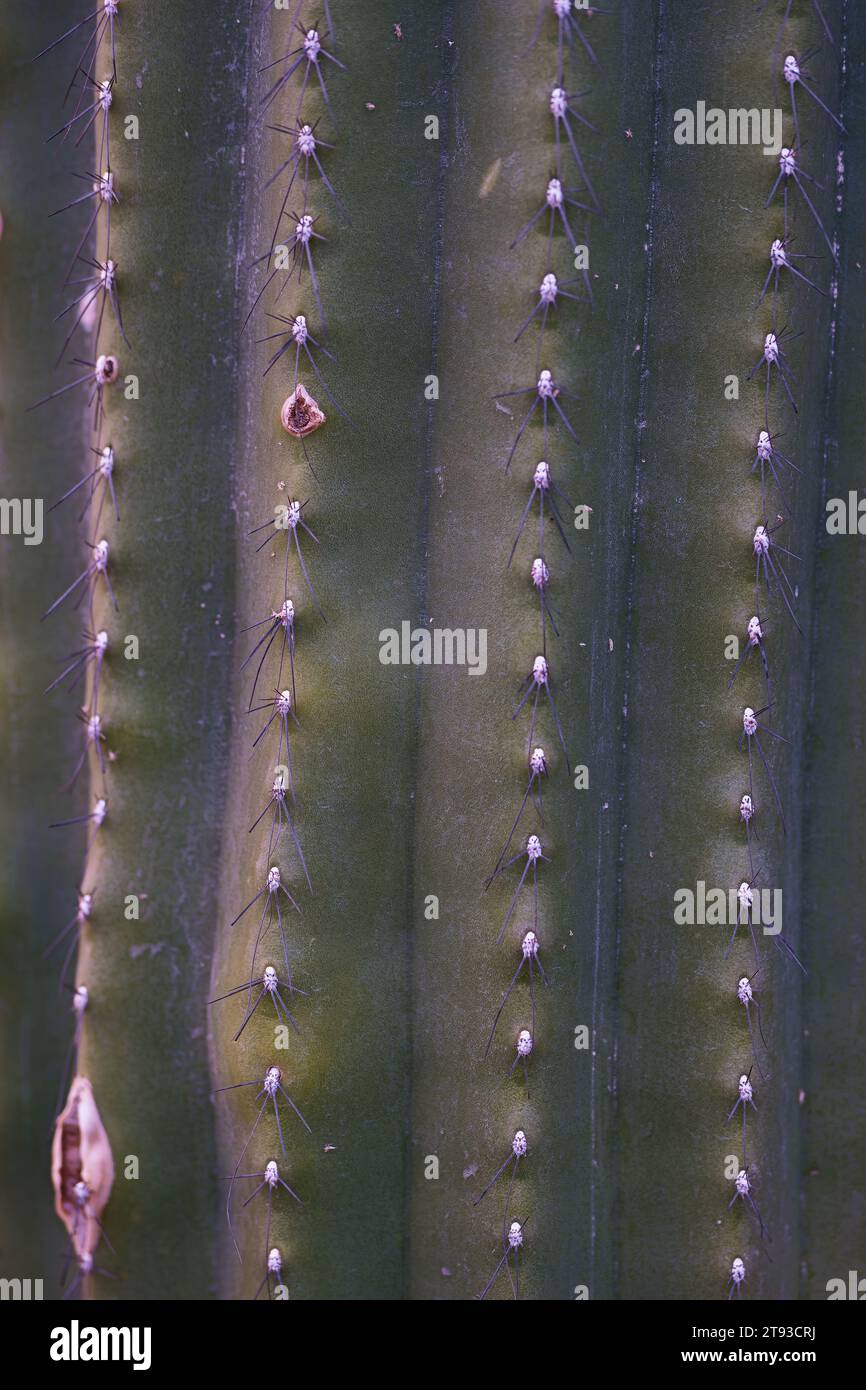 cactus, plant, desert, texture, pattern, detail, green, background ...