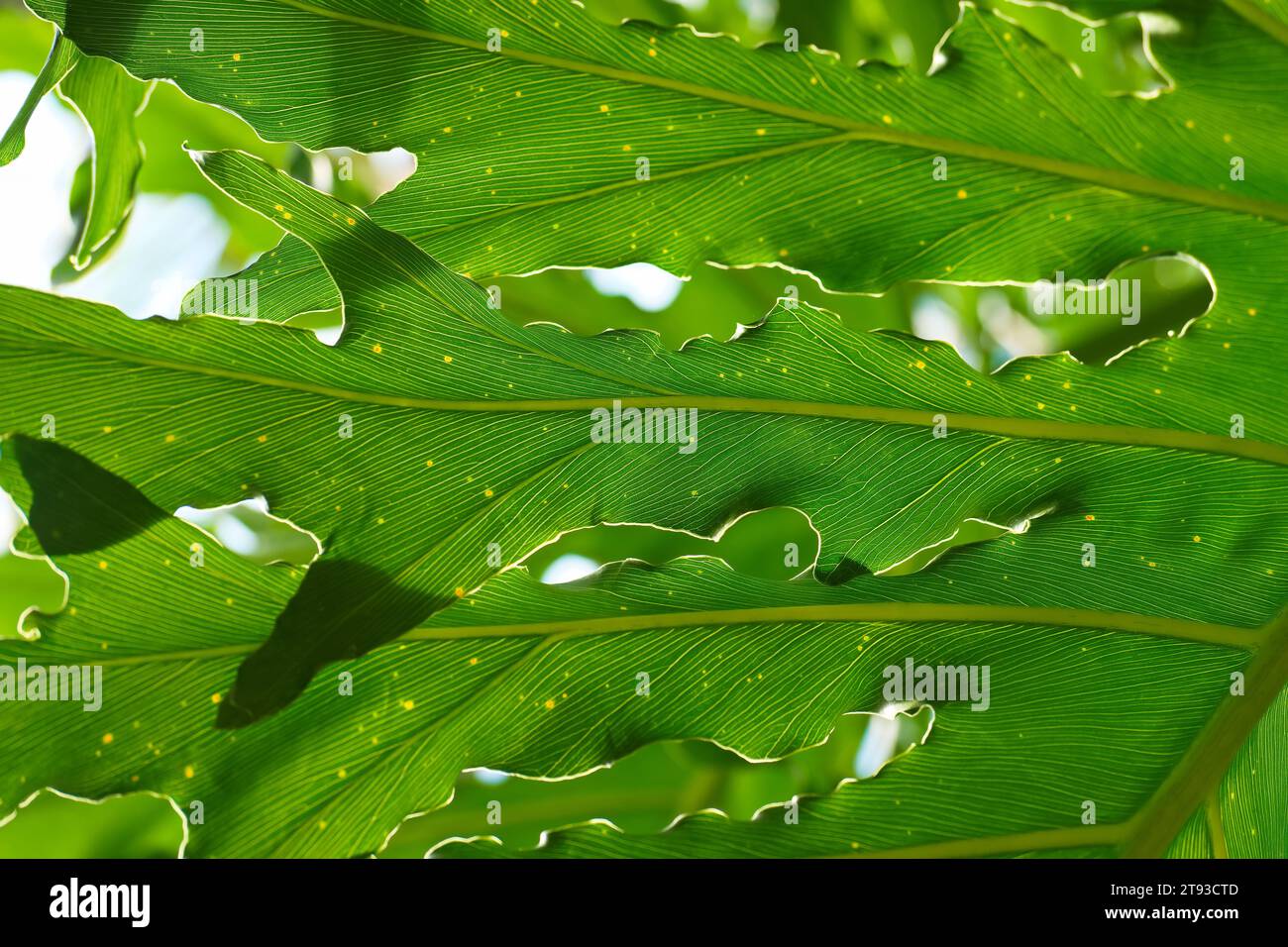 leaf tree texture background Stock Photo - Alamy