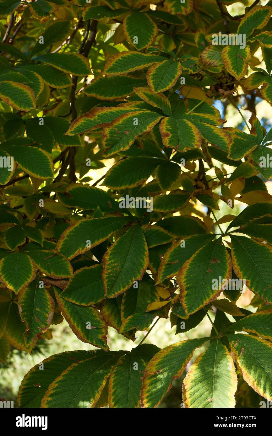 leaf tree texture background Stock Photo - Alamy