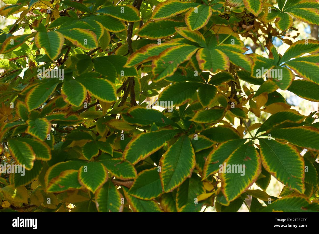 leaf tree texture background Stock Photo - Alamy
