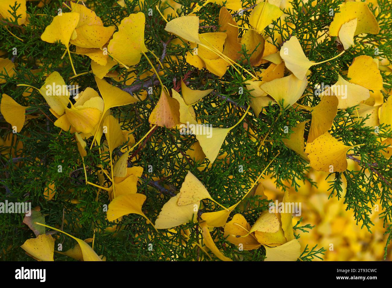 leaf tree texture background Stock Photo - Alamy