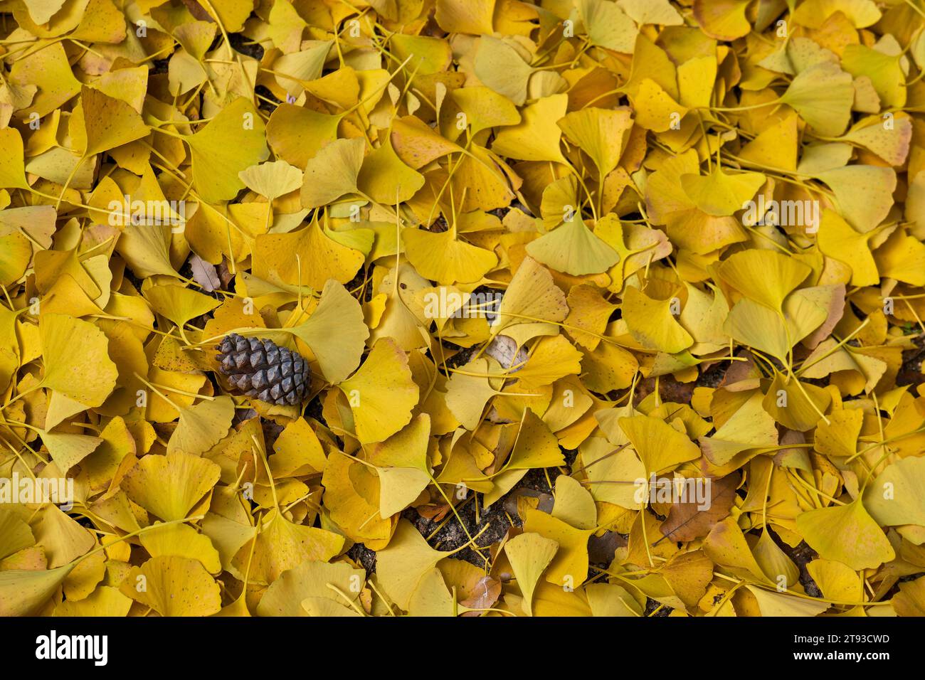 leaf tree texture background Stock Photo - Alamy