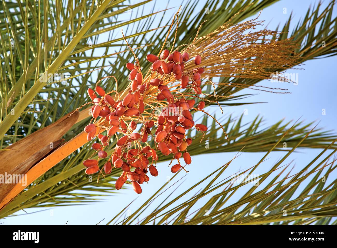 A bunch of ripe dates on a palm tree against the blue sky Stock Photo ...