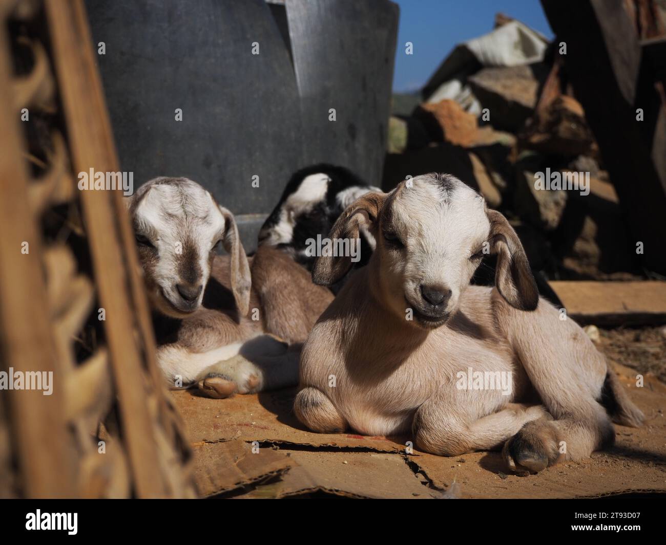 Goatbreeding hi-res stock photography and images - Alamy
