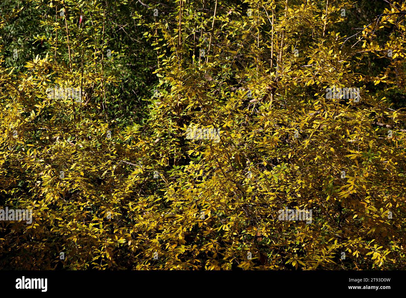 leaf tree texture background Stock Photo - Alamy