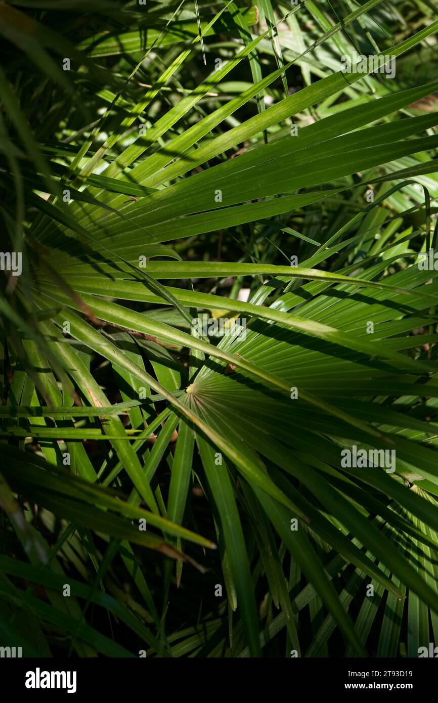 leaf tree texture background Stock Photo - Alamy