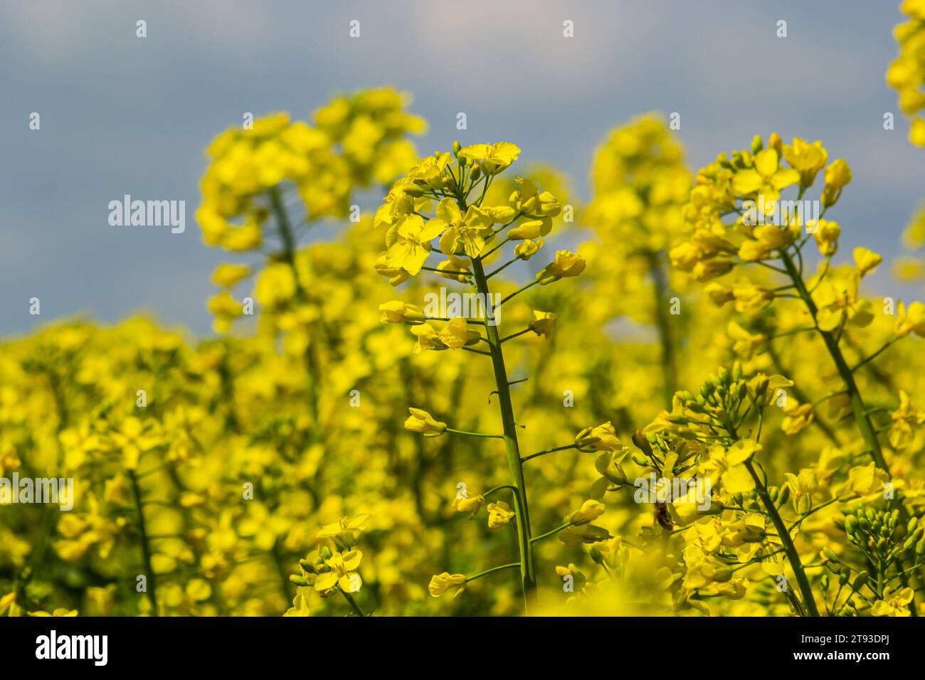 Blooming canola field and blu sky with stormy clouds Stock Photo - Alamy