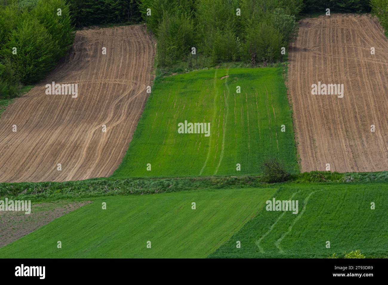 Plowed, Planted And Hilling Rows Black-earth Field. Ground Texture ...