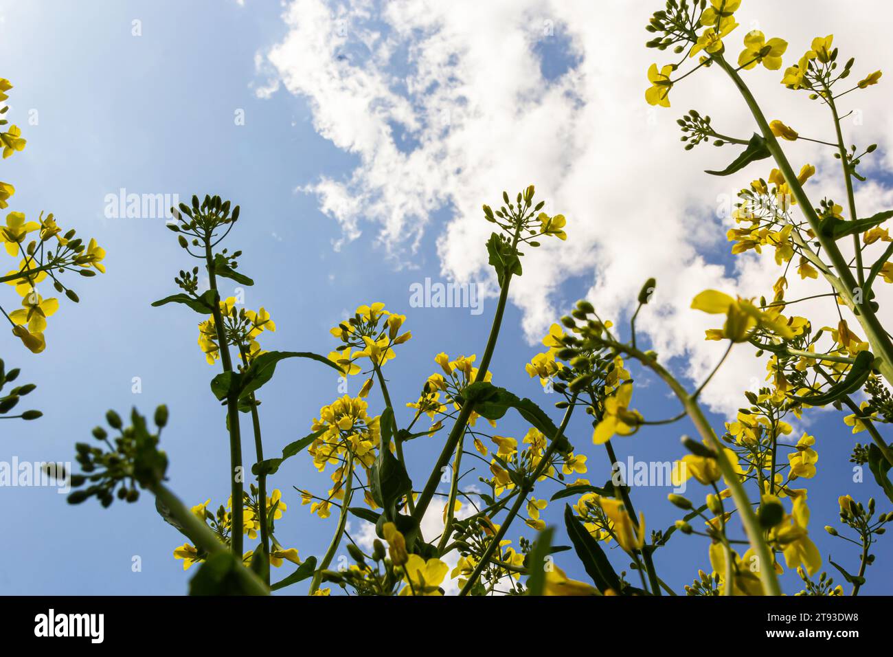 Blooming canola field and blu sky with stormy clouds Stock Photo - Alamy