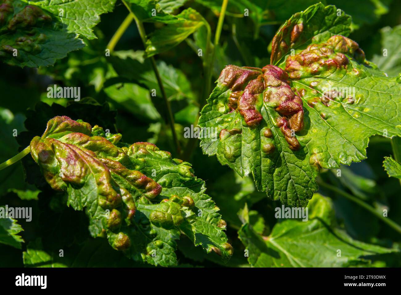 Disease of red and white currants, infection with Gallic aphids ...