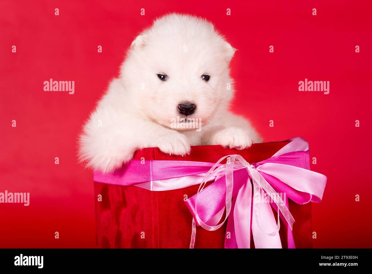 White fluffy small Samoyed puppy dog in a gift red box Stock Photo - Alamy