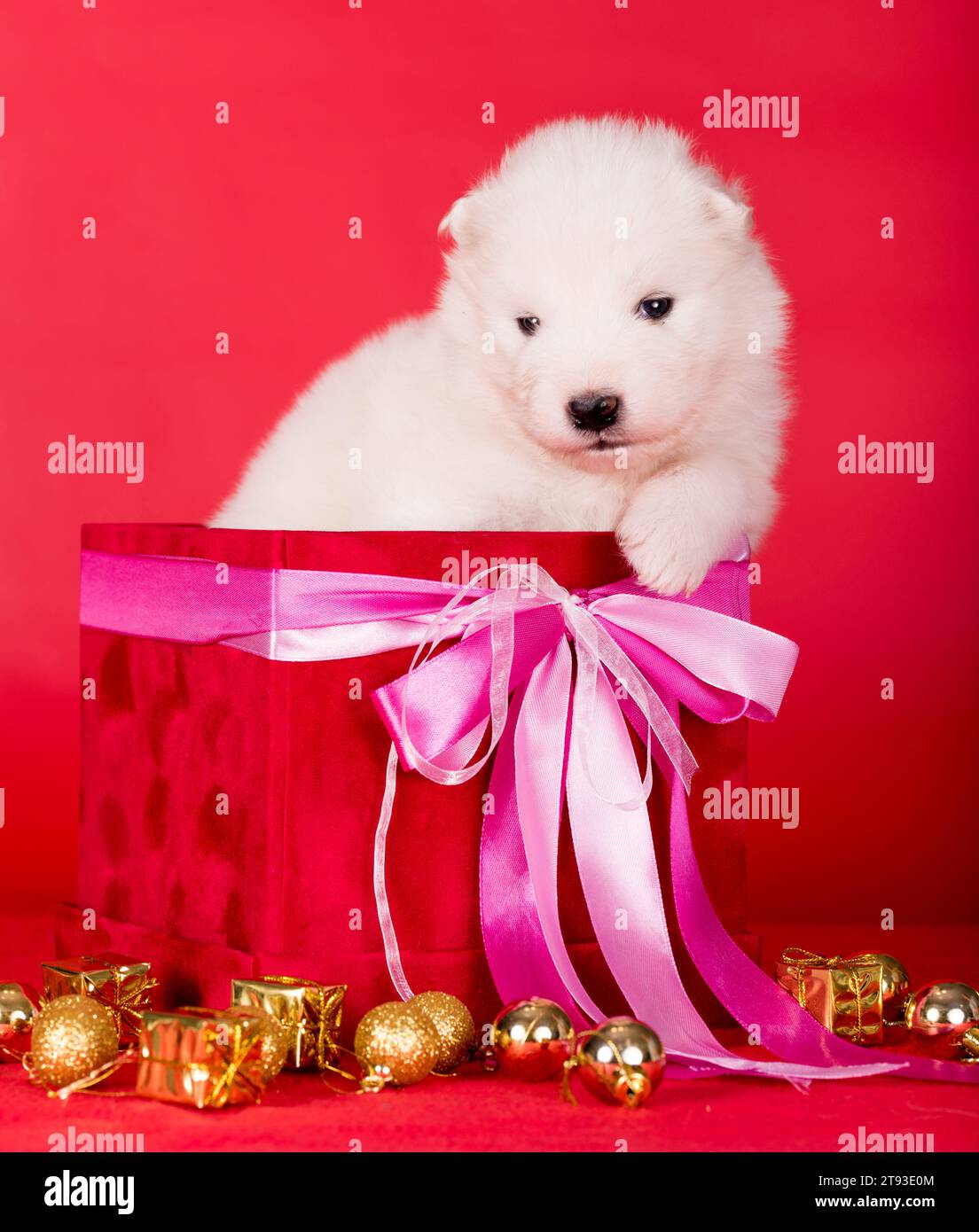White fluffy small Samoyed puppy dog in a gift red box Stock Photo - Alamy