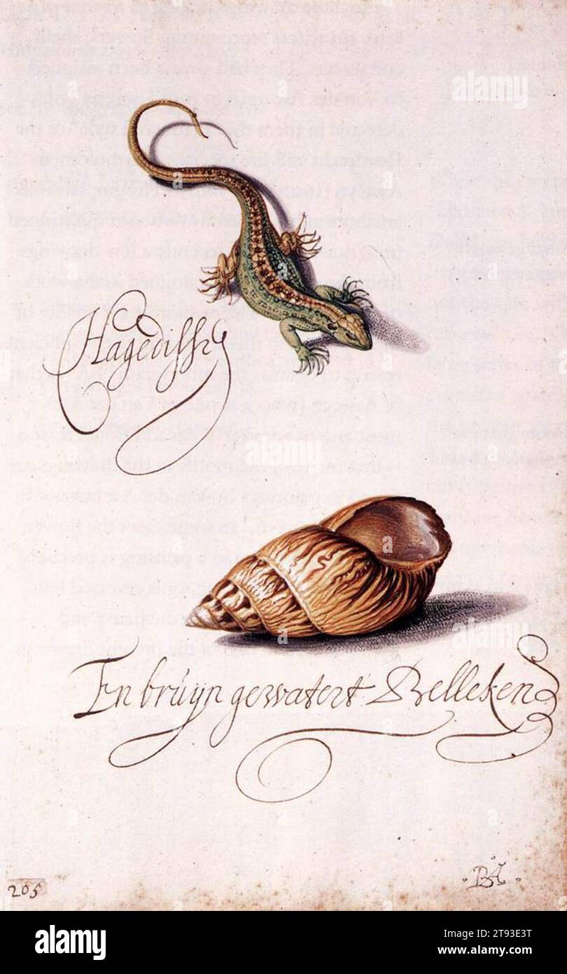 Lizard and Shell 1620s by Balthasar Van Der Ast Stock Photo - Alamy