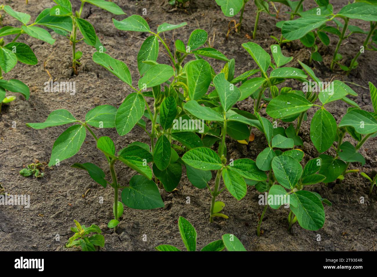 A tender sprout of a soybean agricultural plant in a field grows in a ...