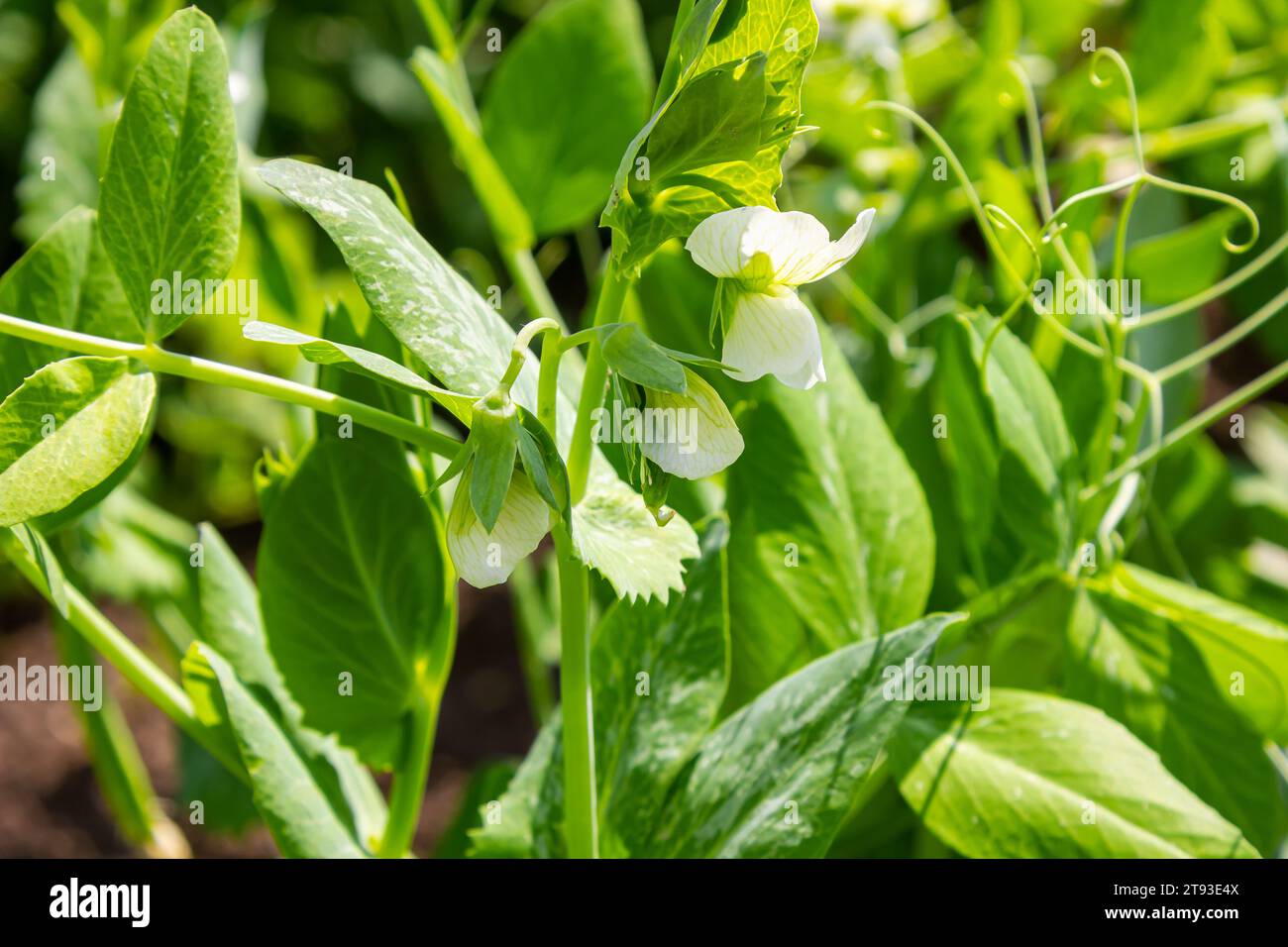Pea plant flower. Green pea plants in sunlight Stock Photo - Alamy