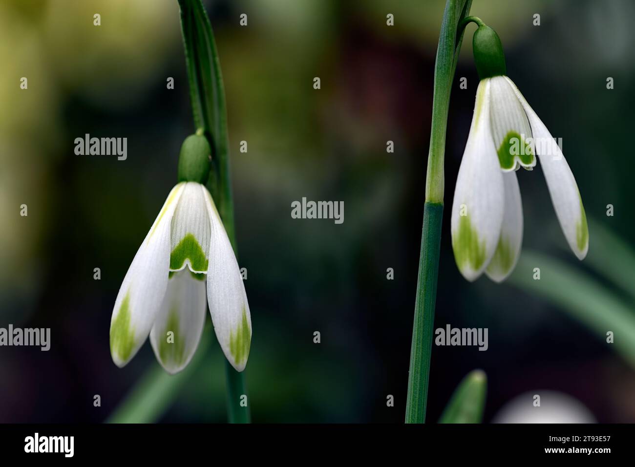 Hybrid virescent snowdrop hi-res stock photography and images - Alamy