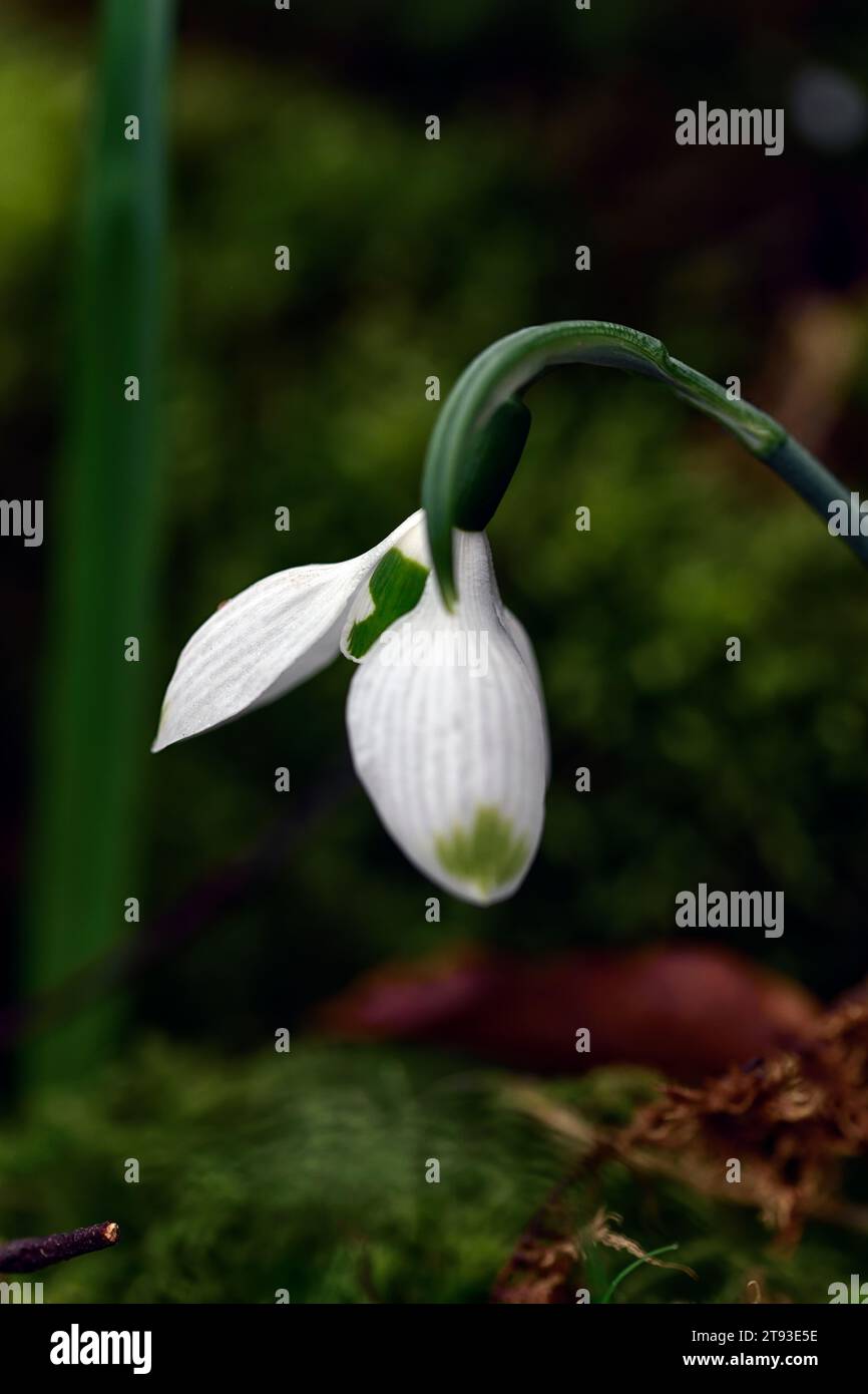 Galanthus Sweet Alice,hybrid snowdrop; hybrid galanthus; hybrid ...