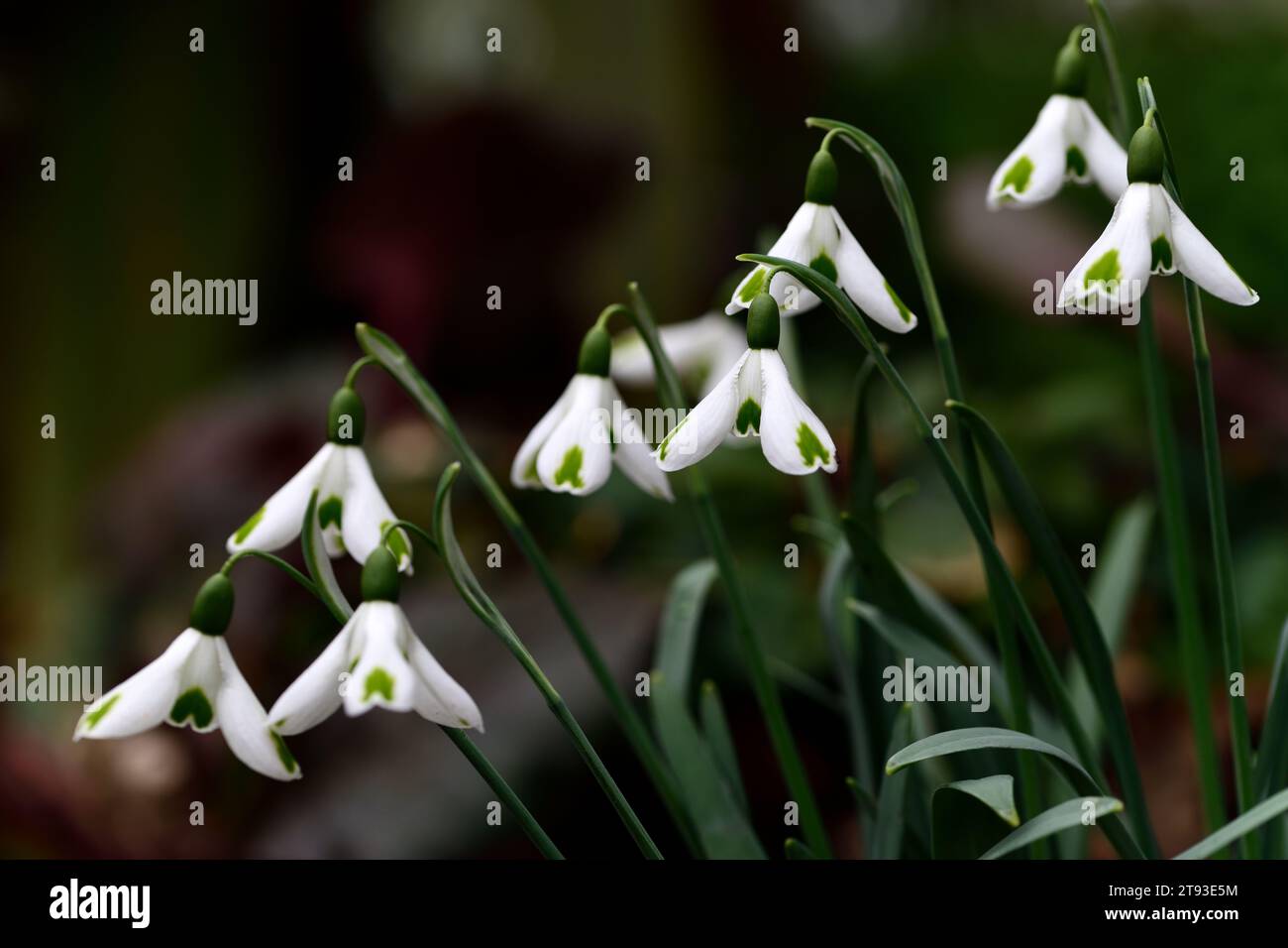 Galanthus Trumps,virescent hybrid snowdrop,green markings,virescent ...