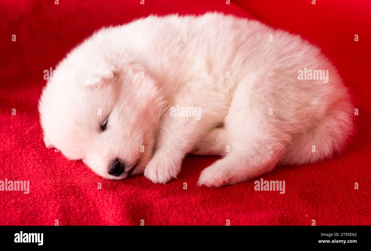 White fluffy small Samoyed puppy dog is sleeping on red background ...