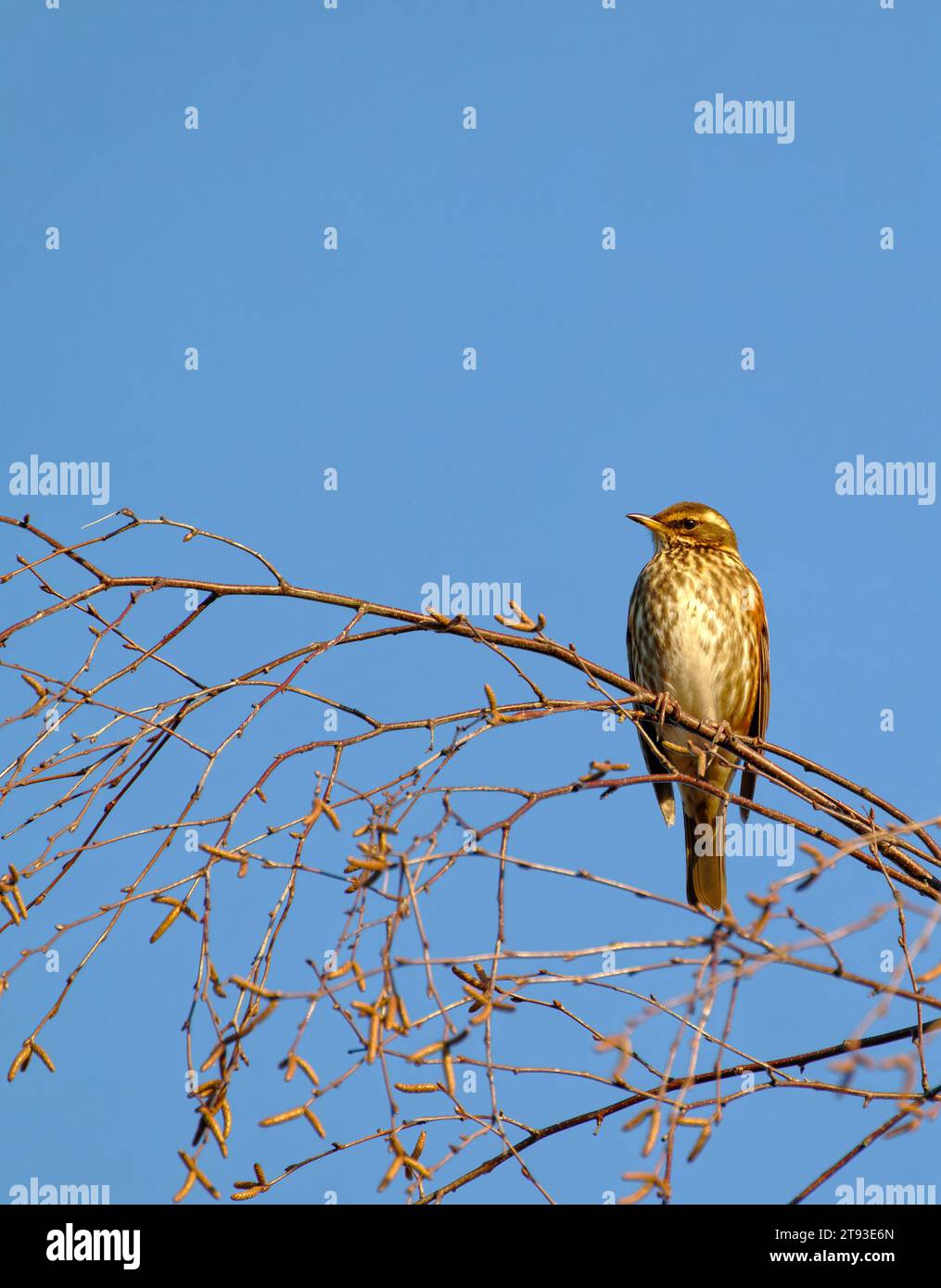 Side pov of redwing bird hi-res stock photography and images - Alamy