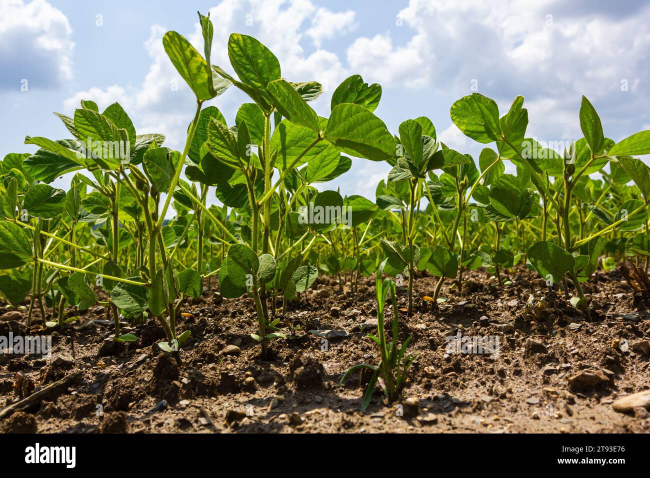 Soybean crop seedling field hi-res stock photography and images - Alamy