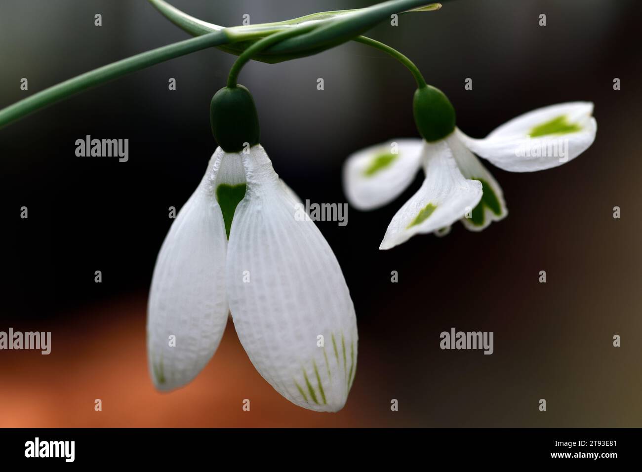 Plicatus and elwesii flowers hi-res stock photography and images - Alamy