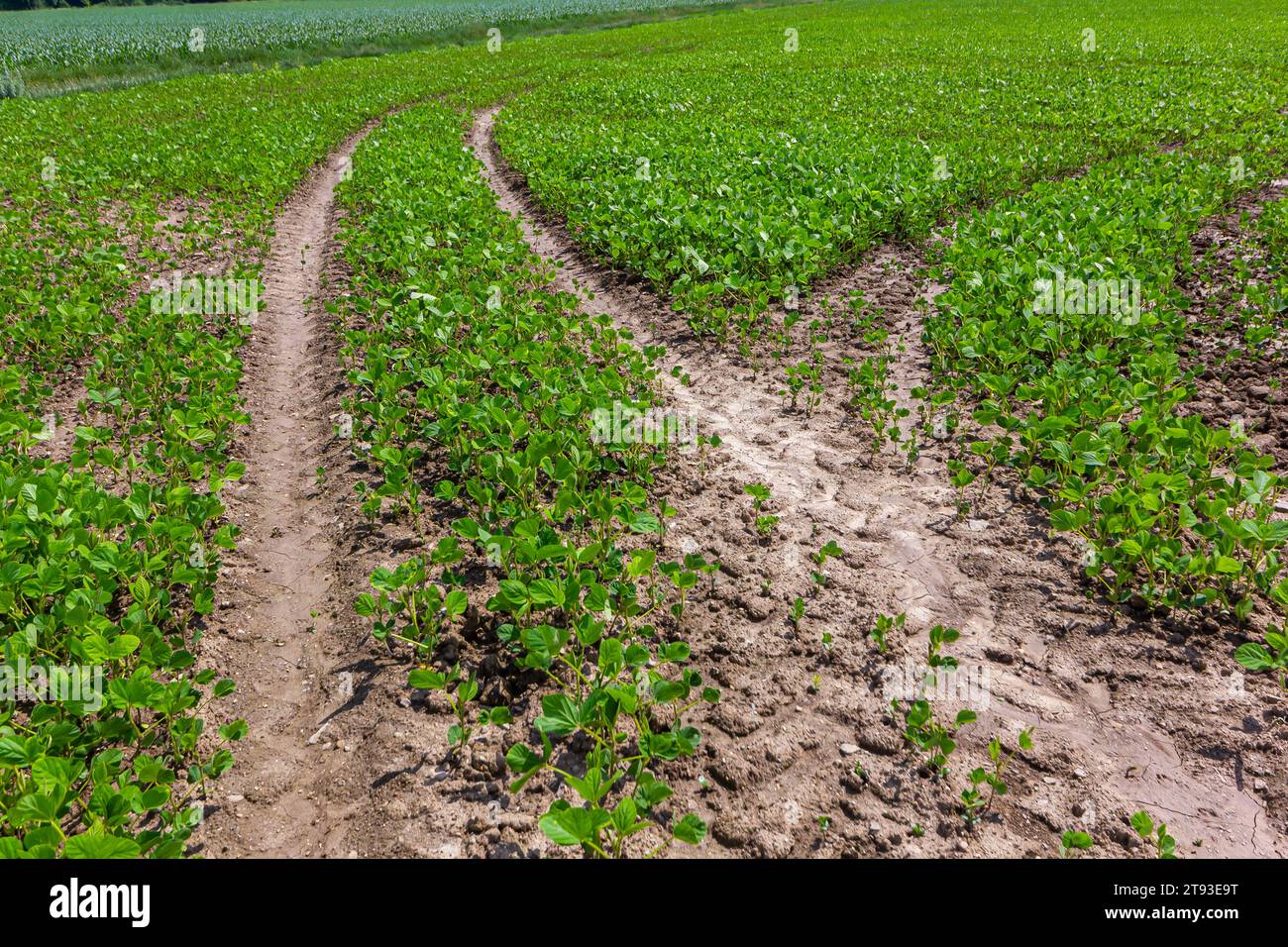 Soybean crop seedling field hi-res stock photography and images - Alamy