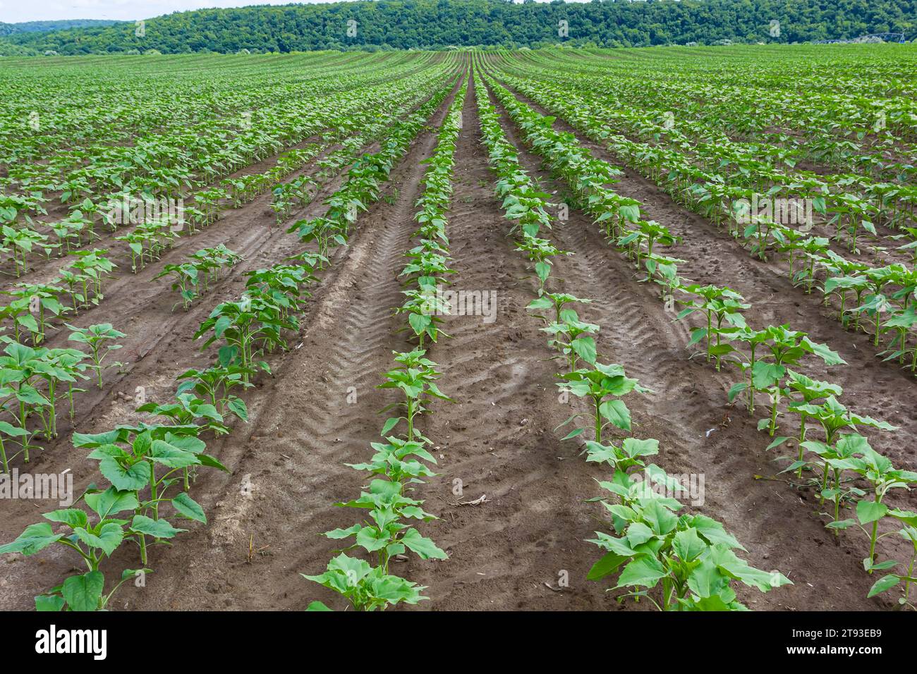Sunflower plants with buds. Concept agro culture. Rows of young ...