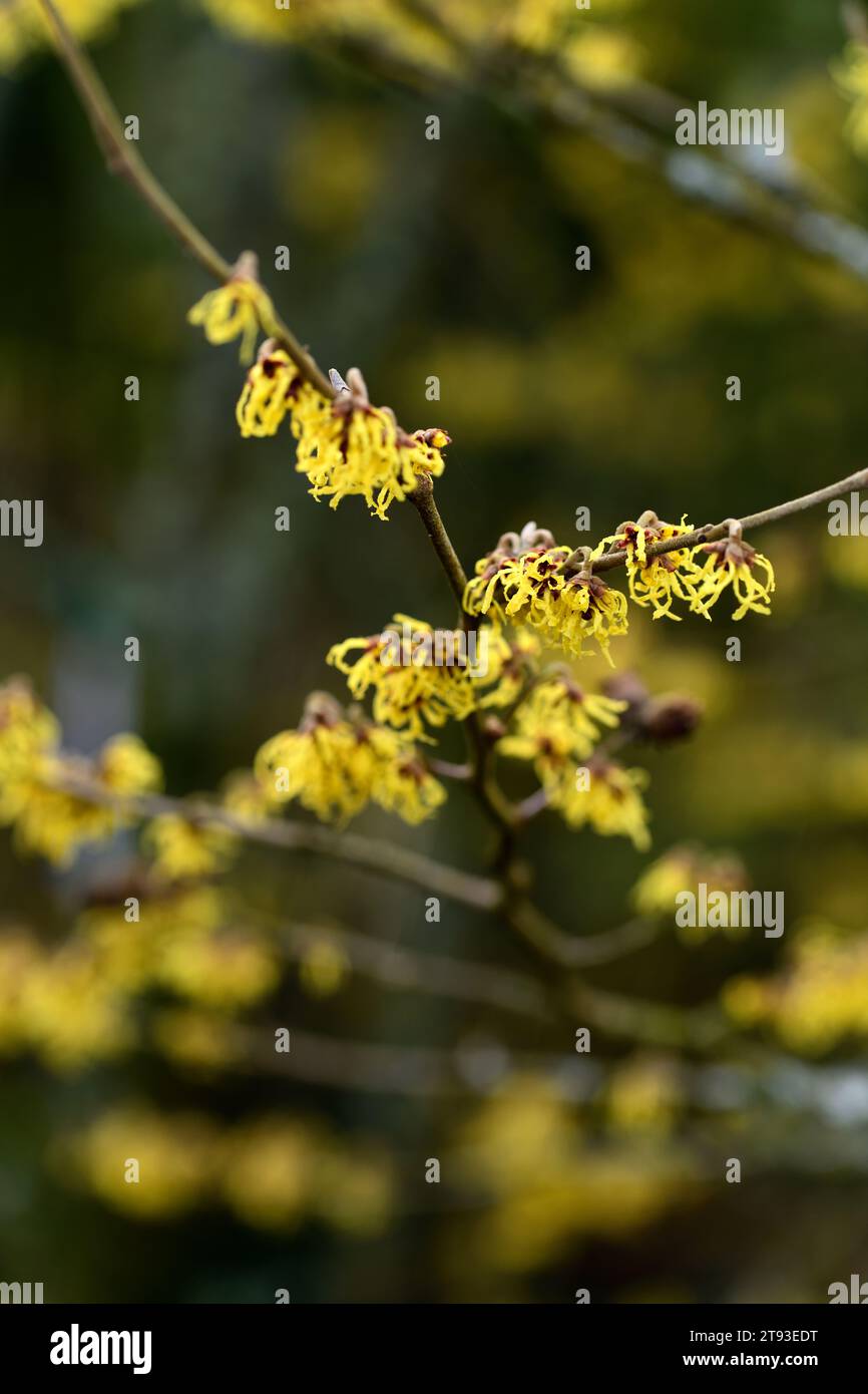 Hamamelis x intermedia pallida hi-res stock photography and images - Alamy