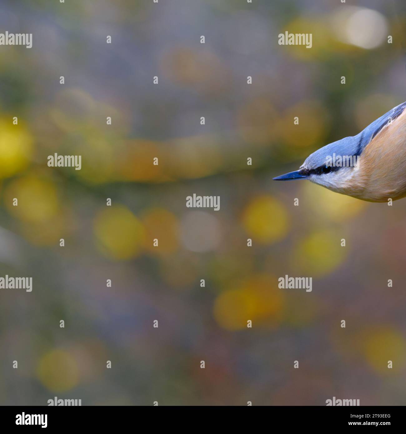 Blue pinky feathers hi-res stock photography and images - Alamy