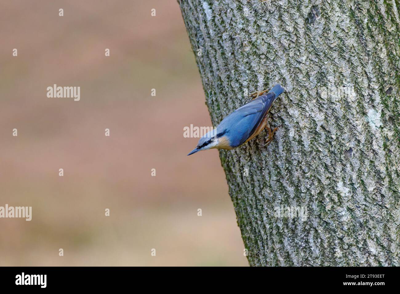 Classic nuthatch pose hi-res stock photography and images - Alamy
