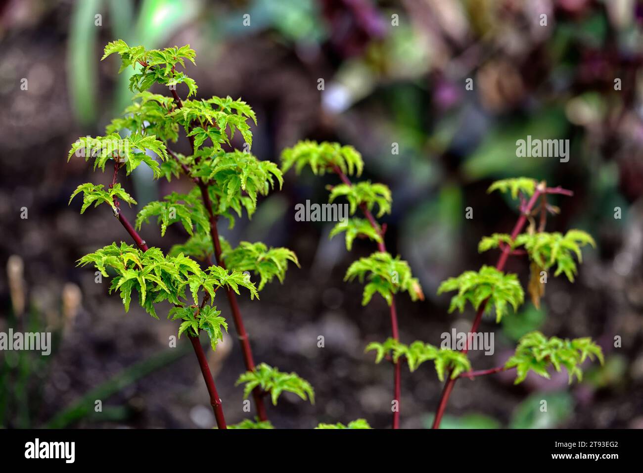 Acer palmatum mei jishi hi-res stock photography and images - Alamy